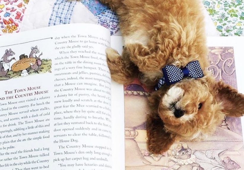 Lessons my dog taught me – Words Like Honey